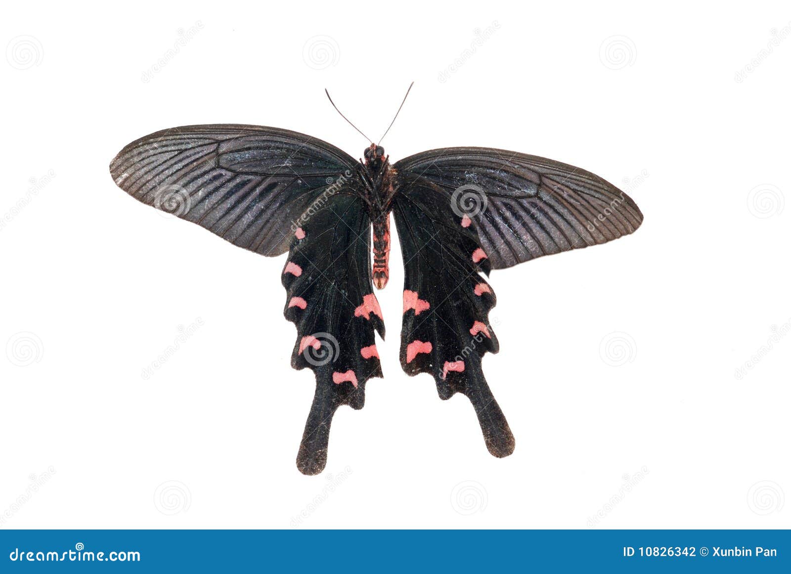 Chinese windmill butterfly stock photo. Image of common - 10826342