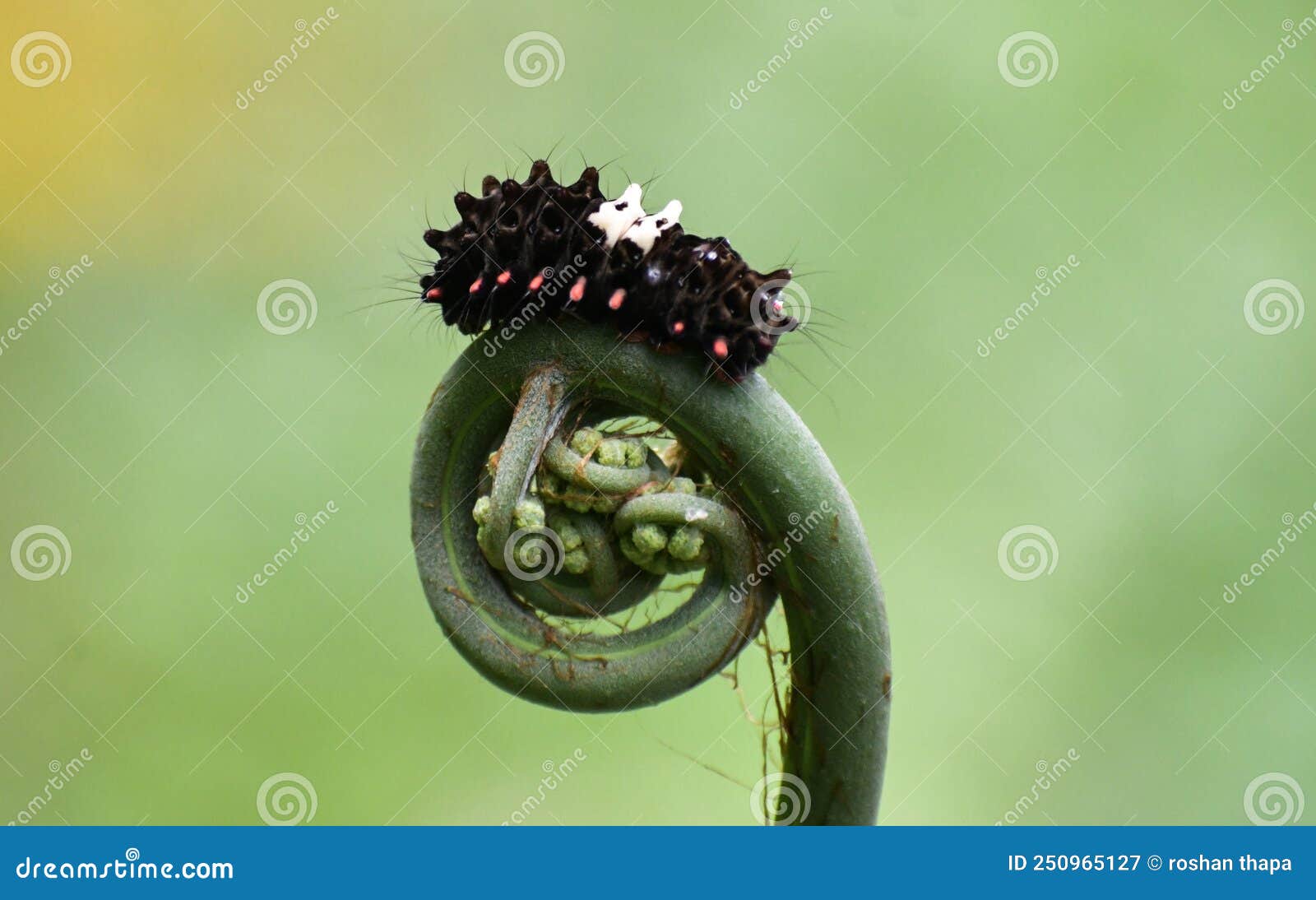 Chinese windmillInsects- stock image. Image of windmillinsects - 250965127