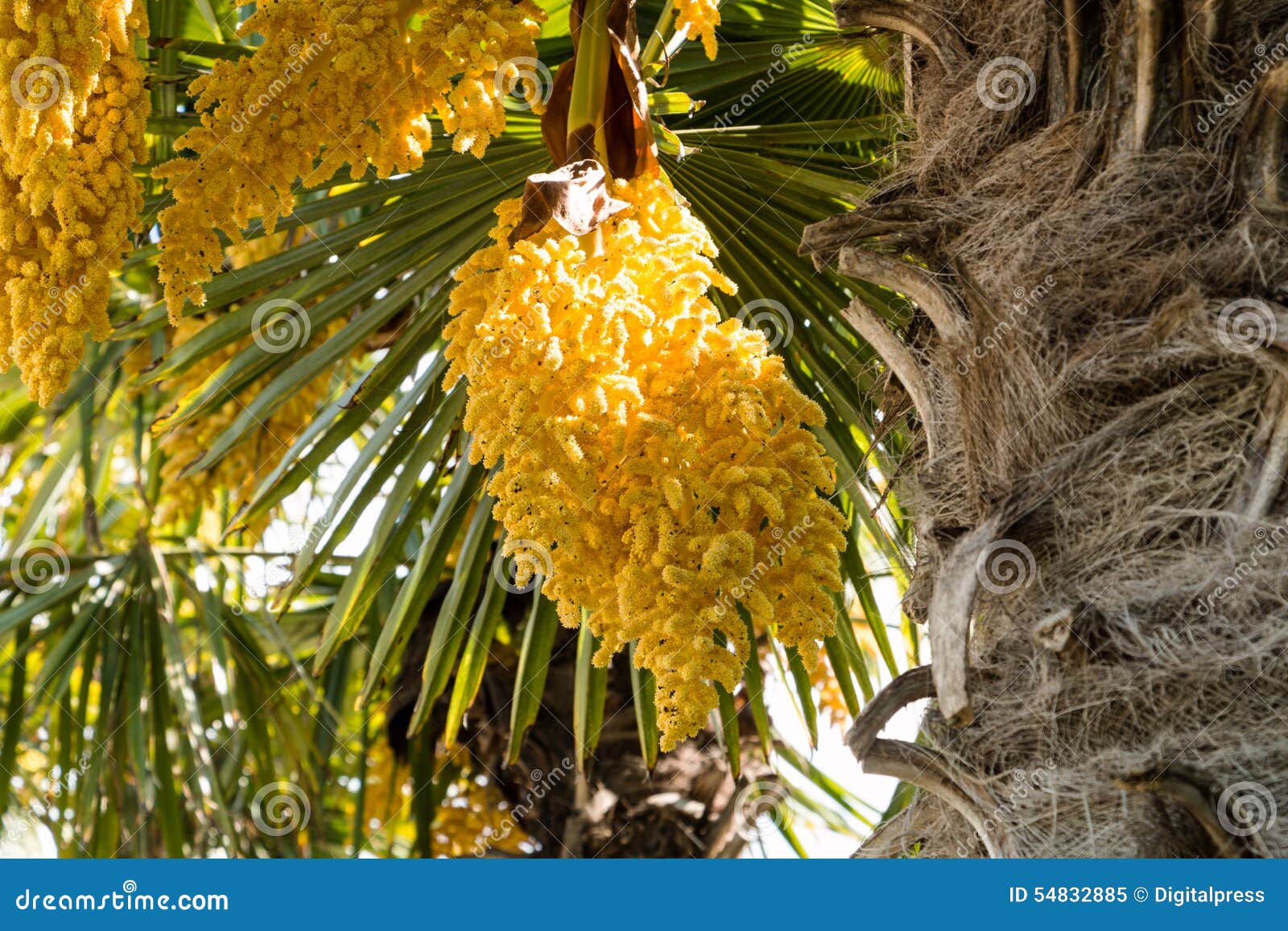 Chinese Windmill Palm in Bloom Stock Image - Image of palm, chusan ...