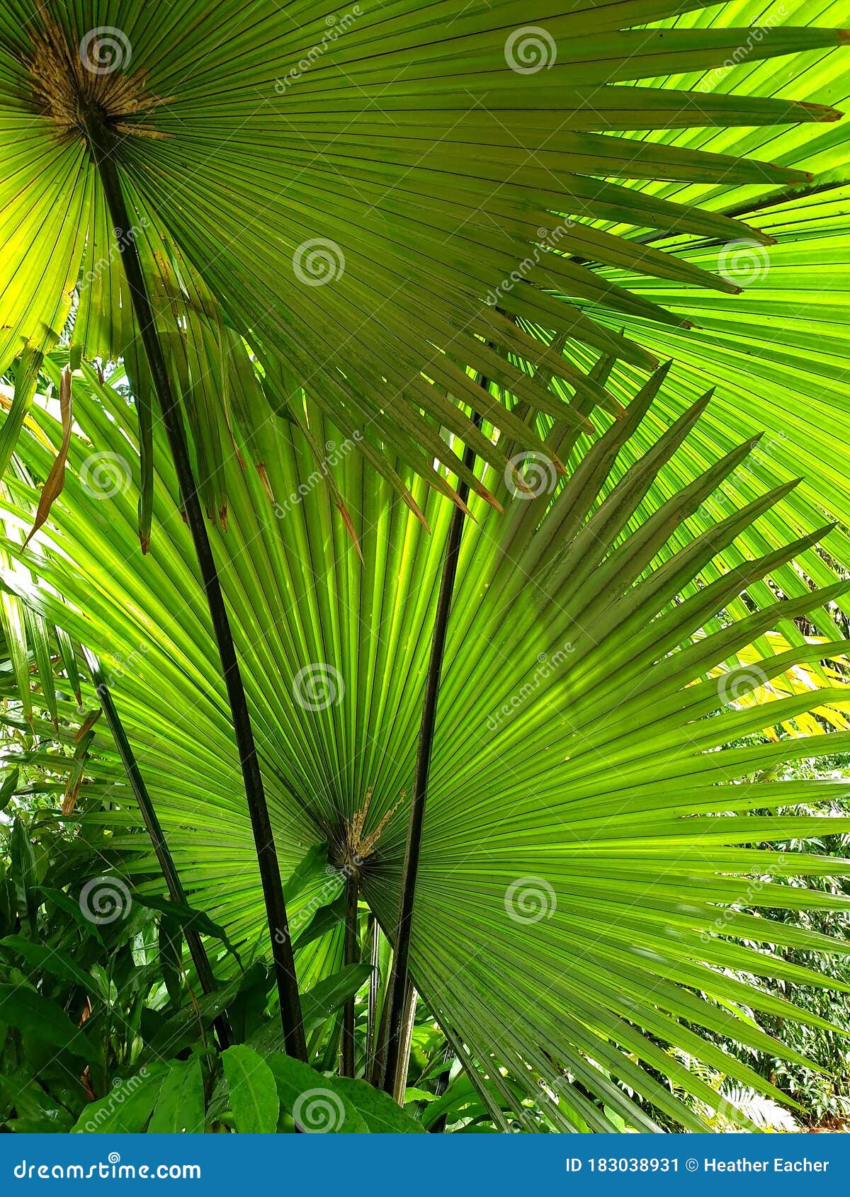 Chinese Windmill Palm Ripe Fruits Or Trachycarpus Fortunei Royalty-Free ...