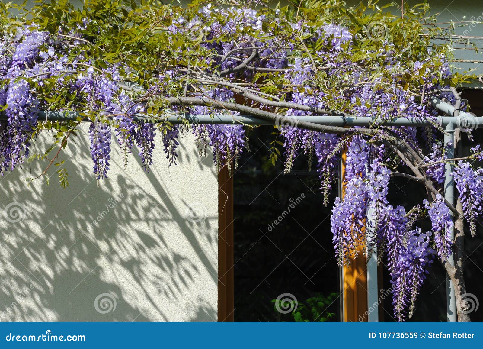 Chinese Wisteria (Wisteria Sinensis) Stock Photography | CartoonDealer ...