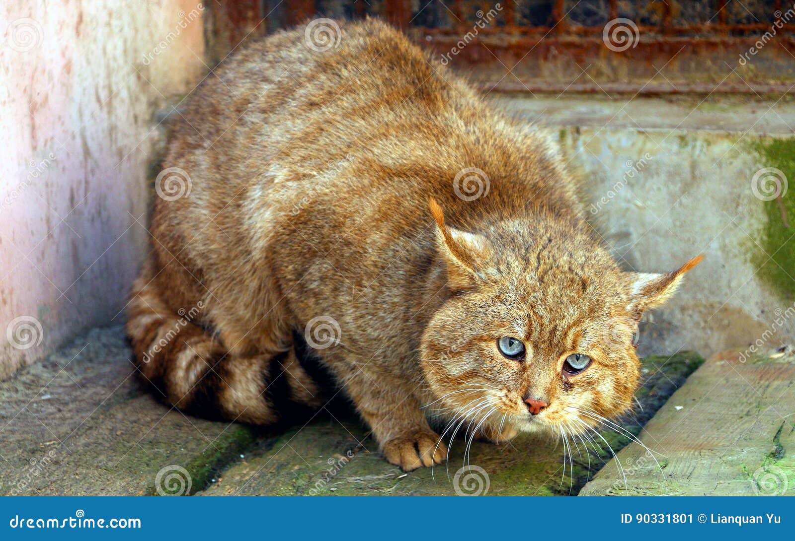 Chinese Woestijnkat redactionele foto. Image of bont - 90331801