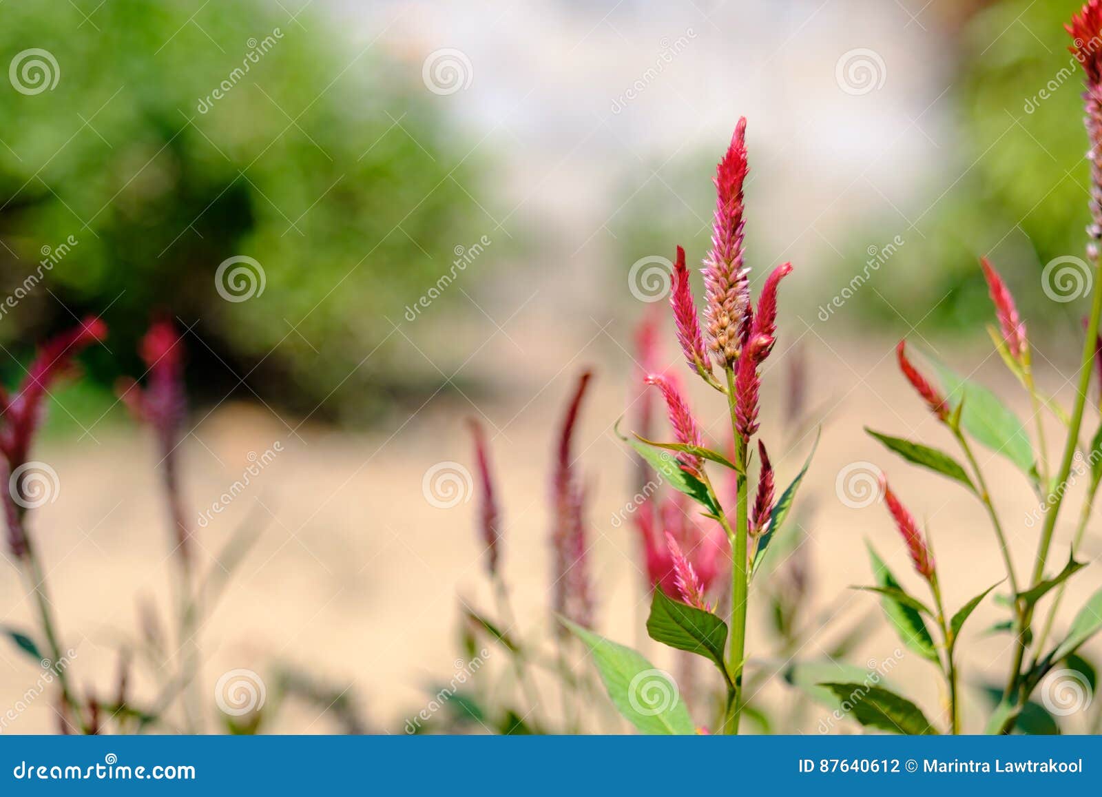 Chinese Wool Flower stock photo. Image of flora, garden - 87640612