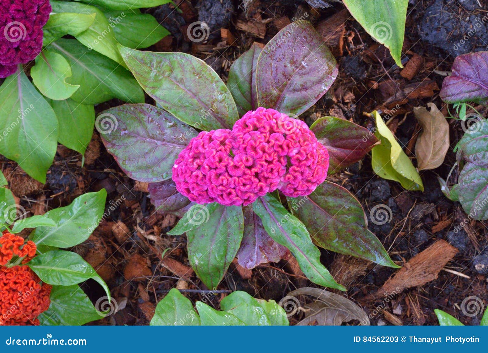 Chinese Wool flower stock image. Image of beauty, natural - 84562203