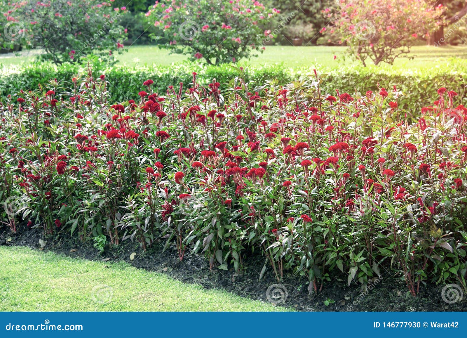 Chinese Wool Flower in the Garden,Celosia Argentea L.Cockscomb Stock ...