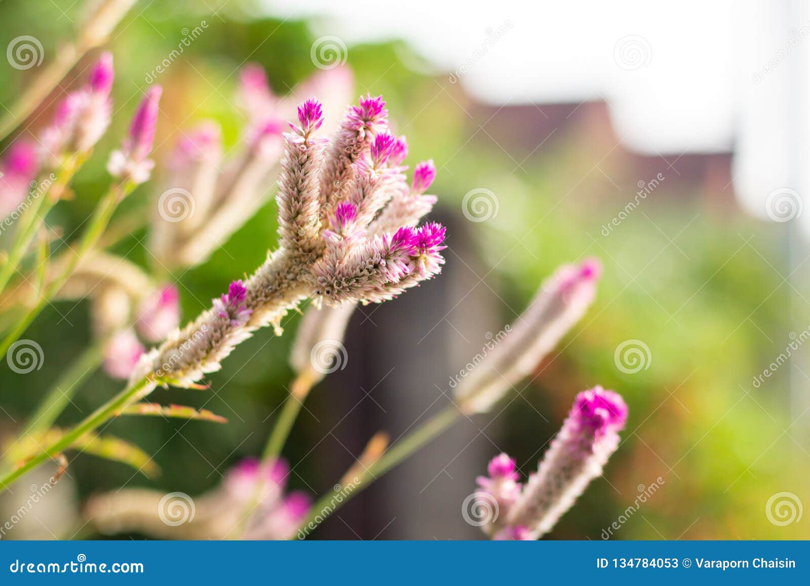 Chinese wool flower stock image. Image of agriculture - 134784053