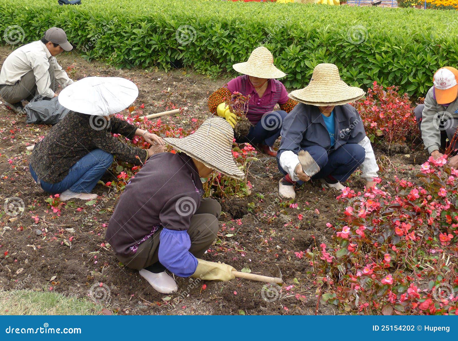 Chinese Worker Planting Flowers Editorial Photography - Image of earth ...