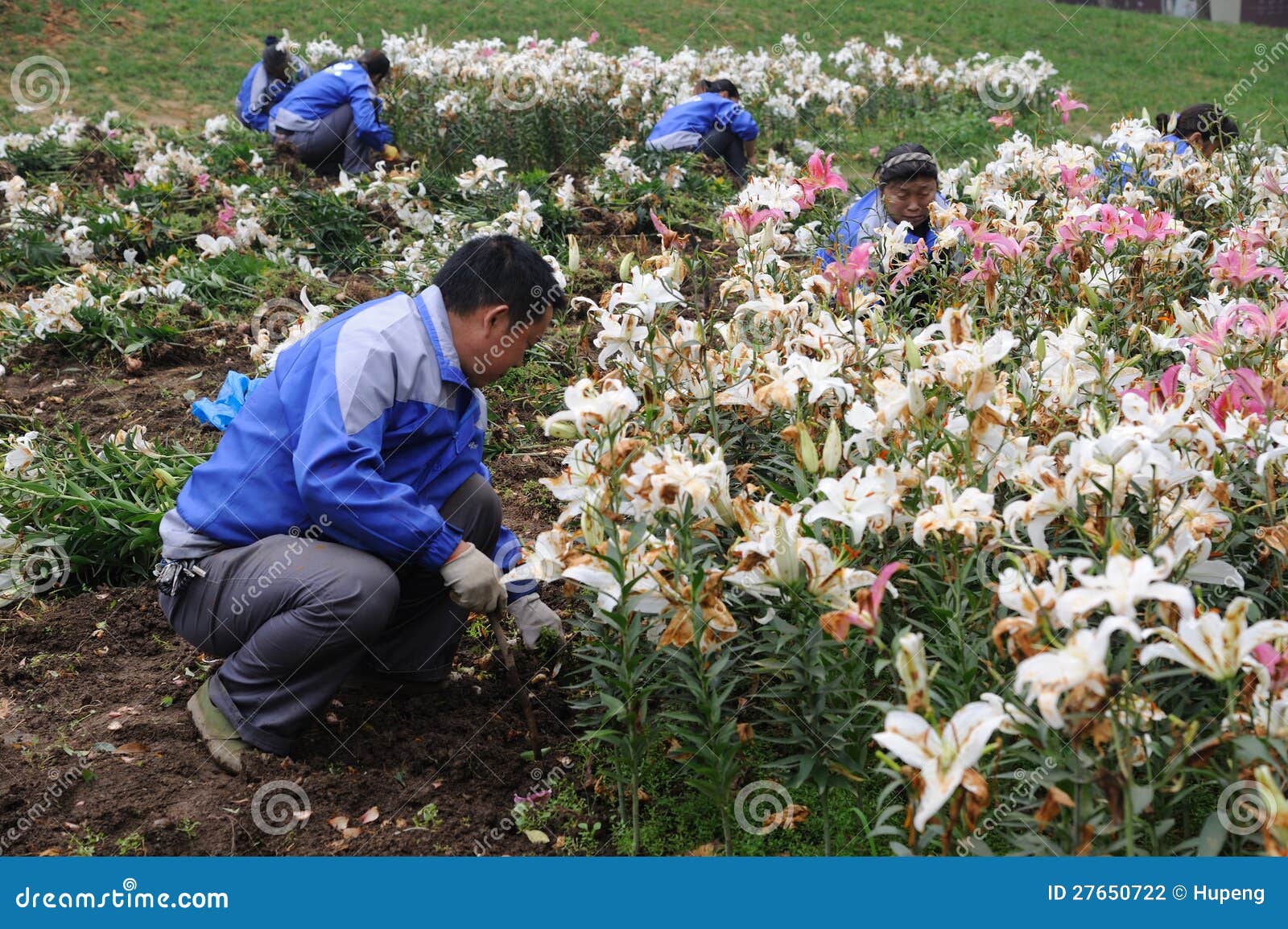 Chinese Worker Planting Flowers Editorial Photography - Image of ...