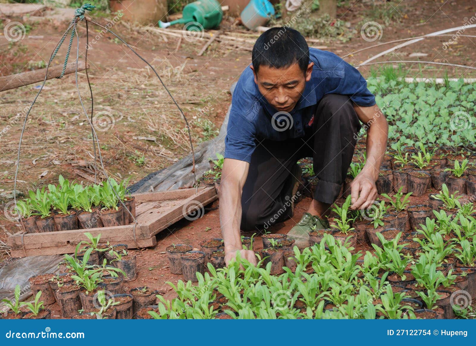 Chinese Worker Planting Young Flowers Editorial Stock Image - Image of ...