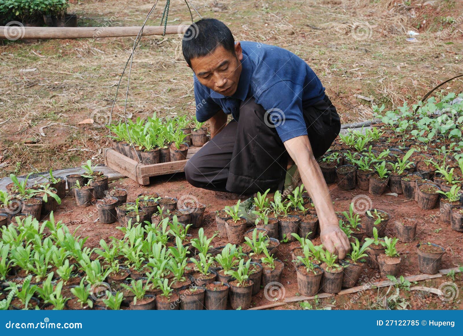 Chinese Worker Planting Young Flowers Editorial Image - Image of asia ...