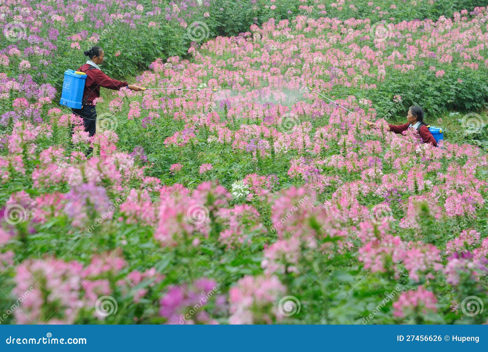 Chinese Worker Planting Flowers Editorial Image | CartoonDealer.com ...