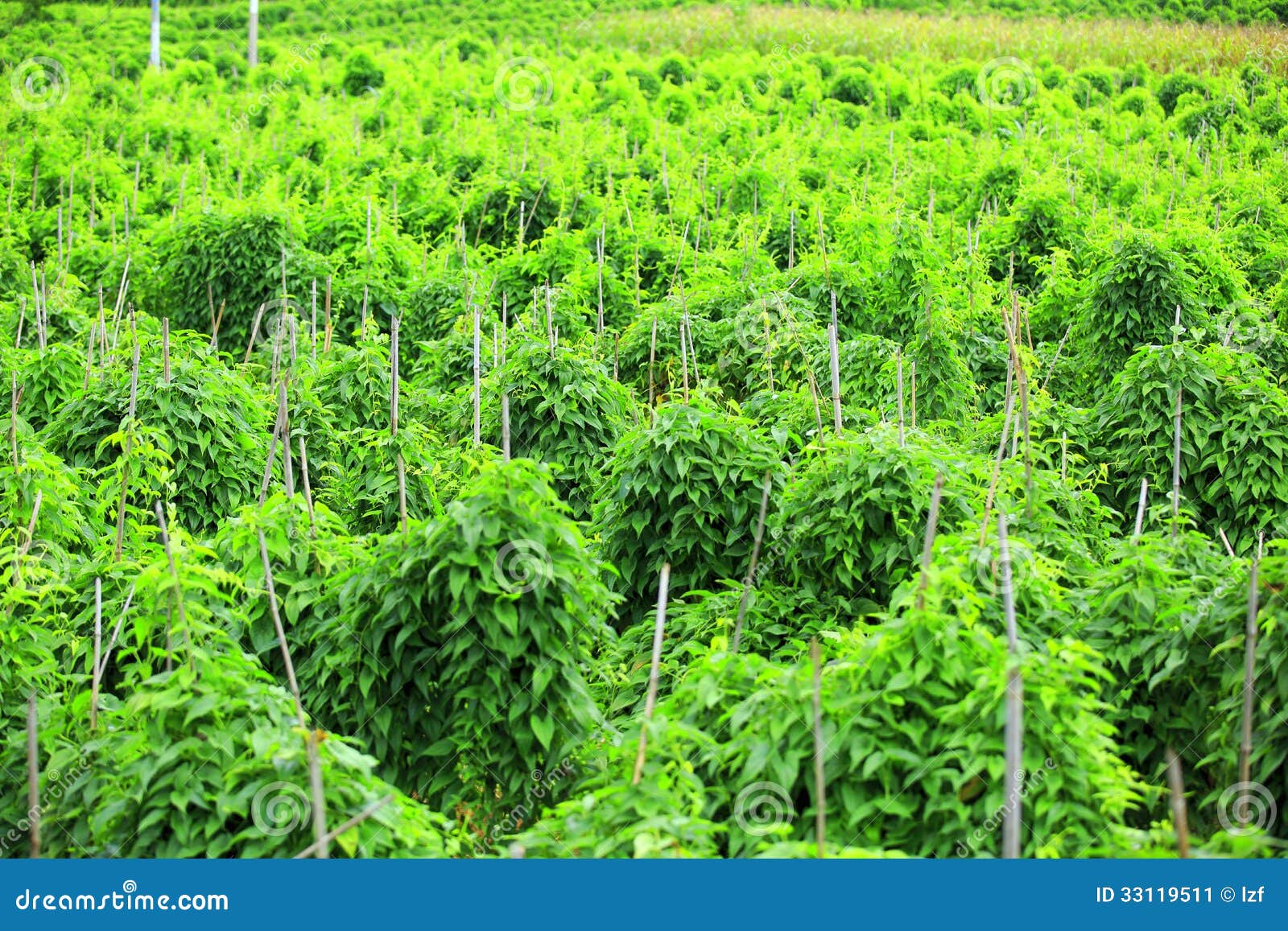 Chinese yam crops stock image. Image of nature, garden - 33119511