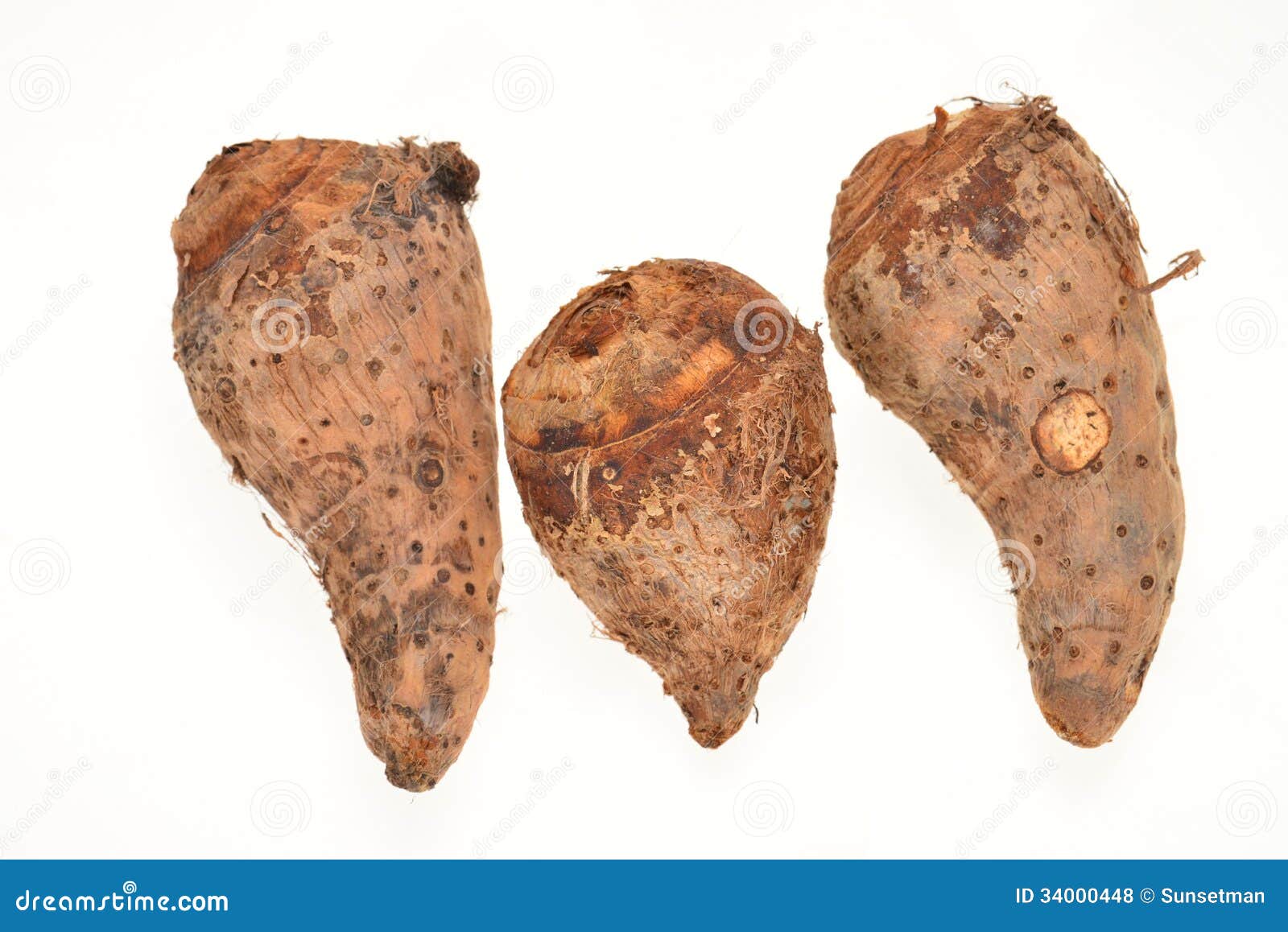 Chinese Yam stock photo. Image of tuber, root, harvest - 34000448