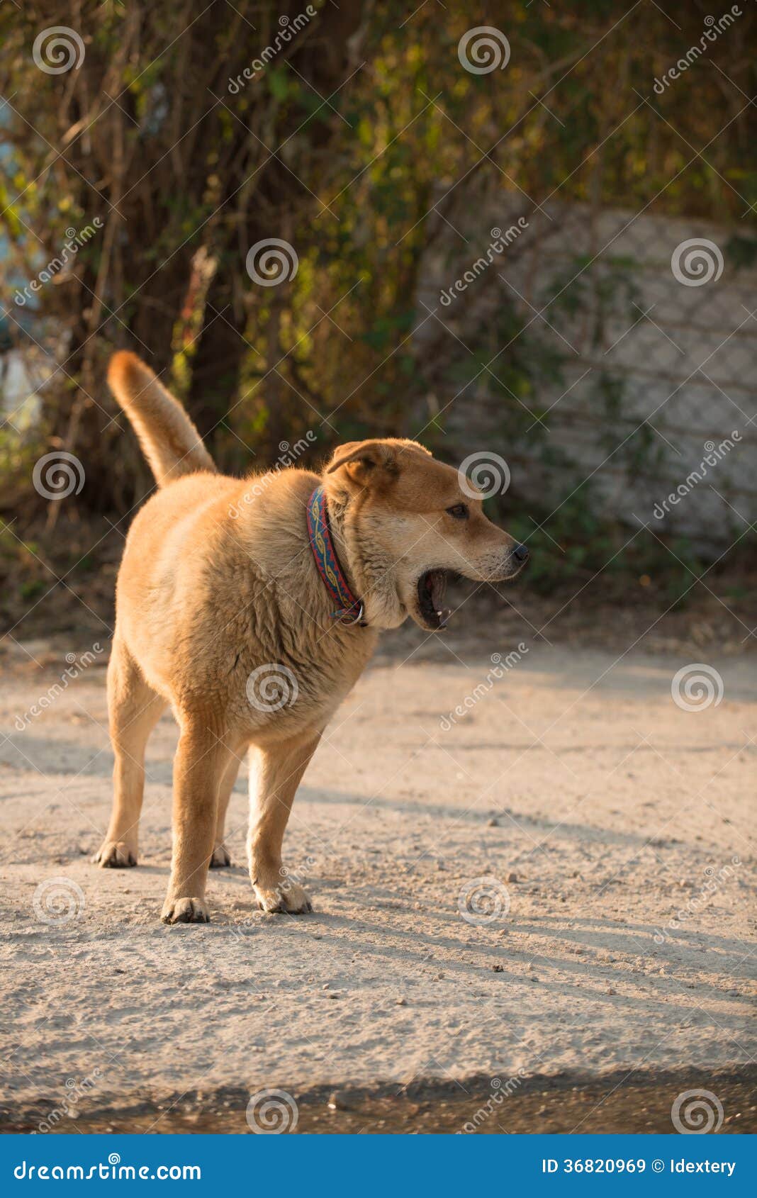 Chinese Yellow dog stock image. Image of road, side, yellow - 36820969