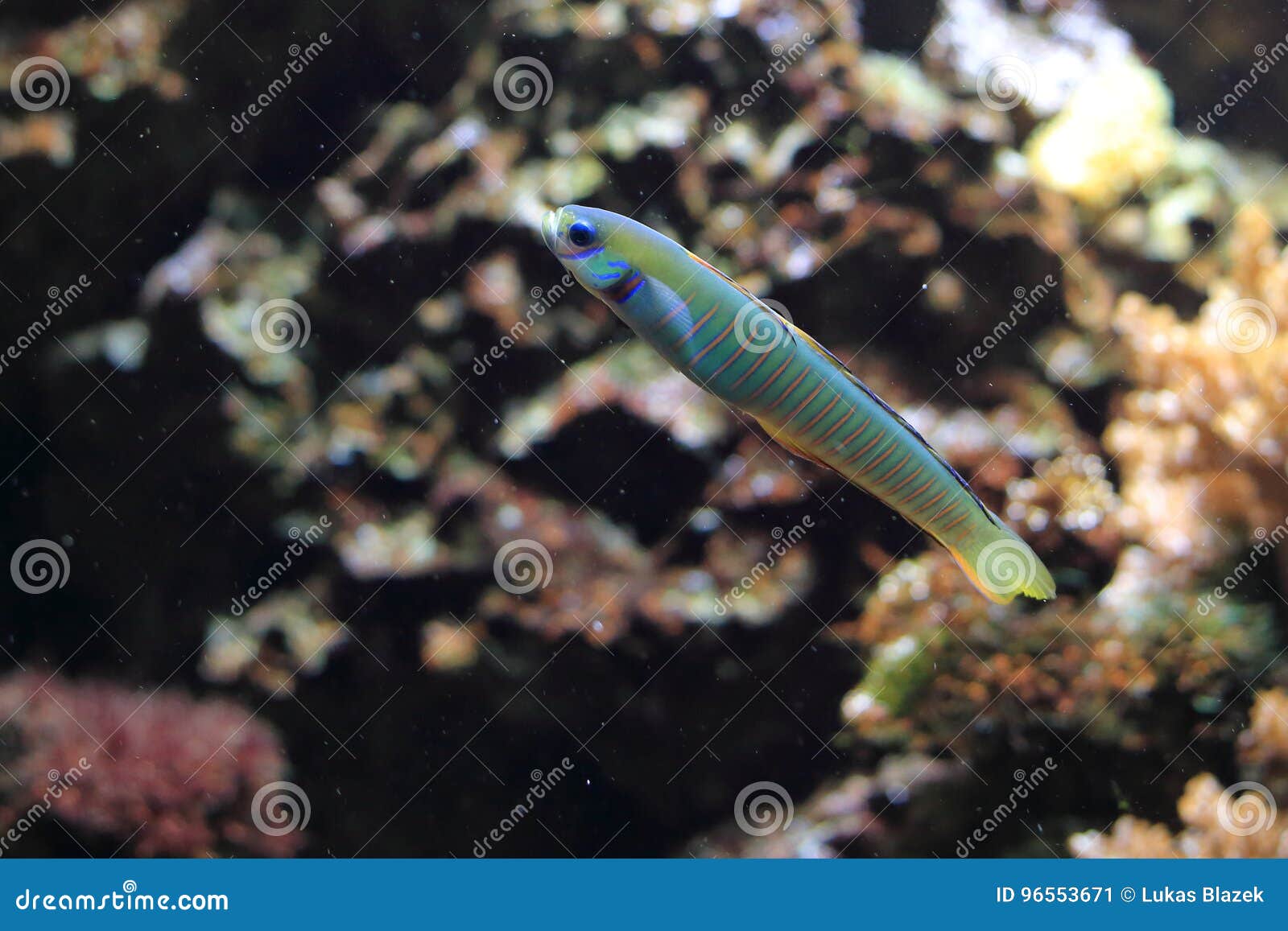 Chinese Zebra Goby Stock Photos - Free & Royalty-Free Stock Photos from ...