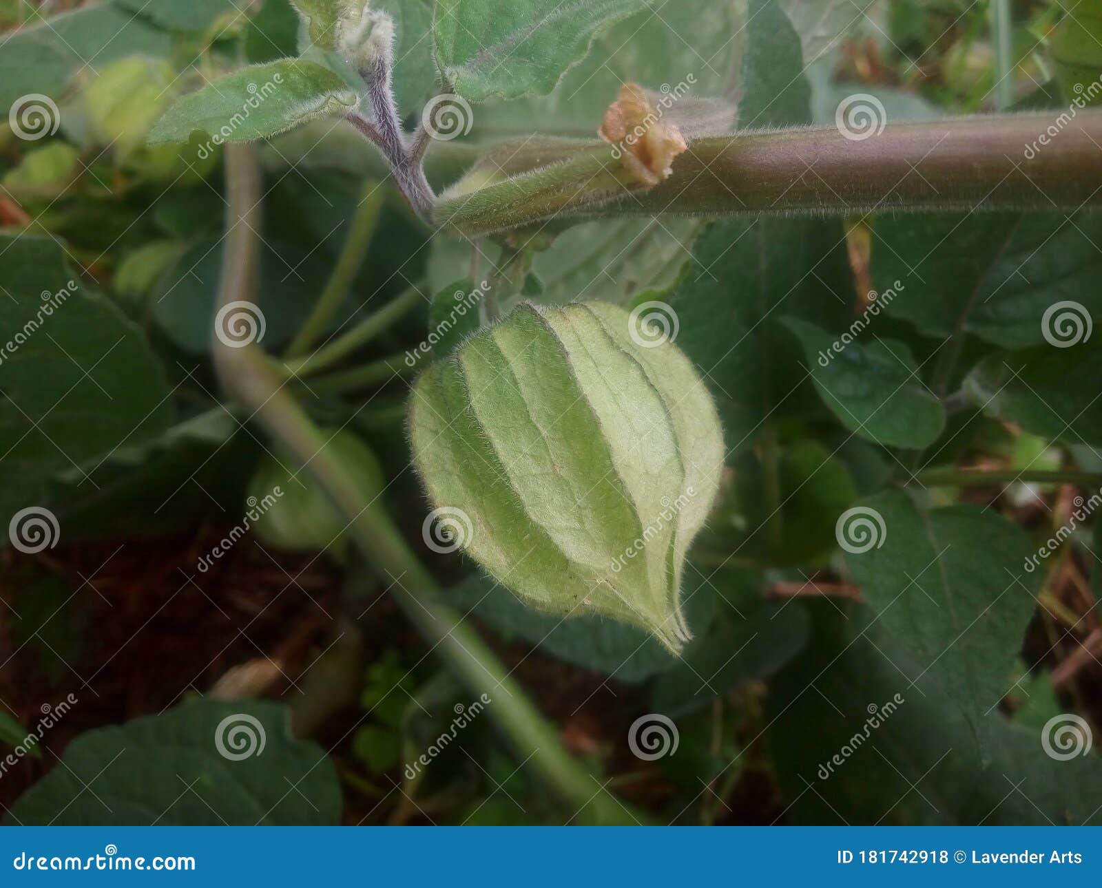 Chinese lantern stock photo. Image of lantern, fruit - 181742918