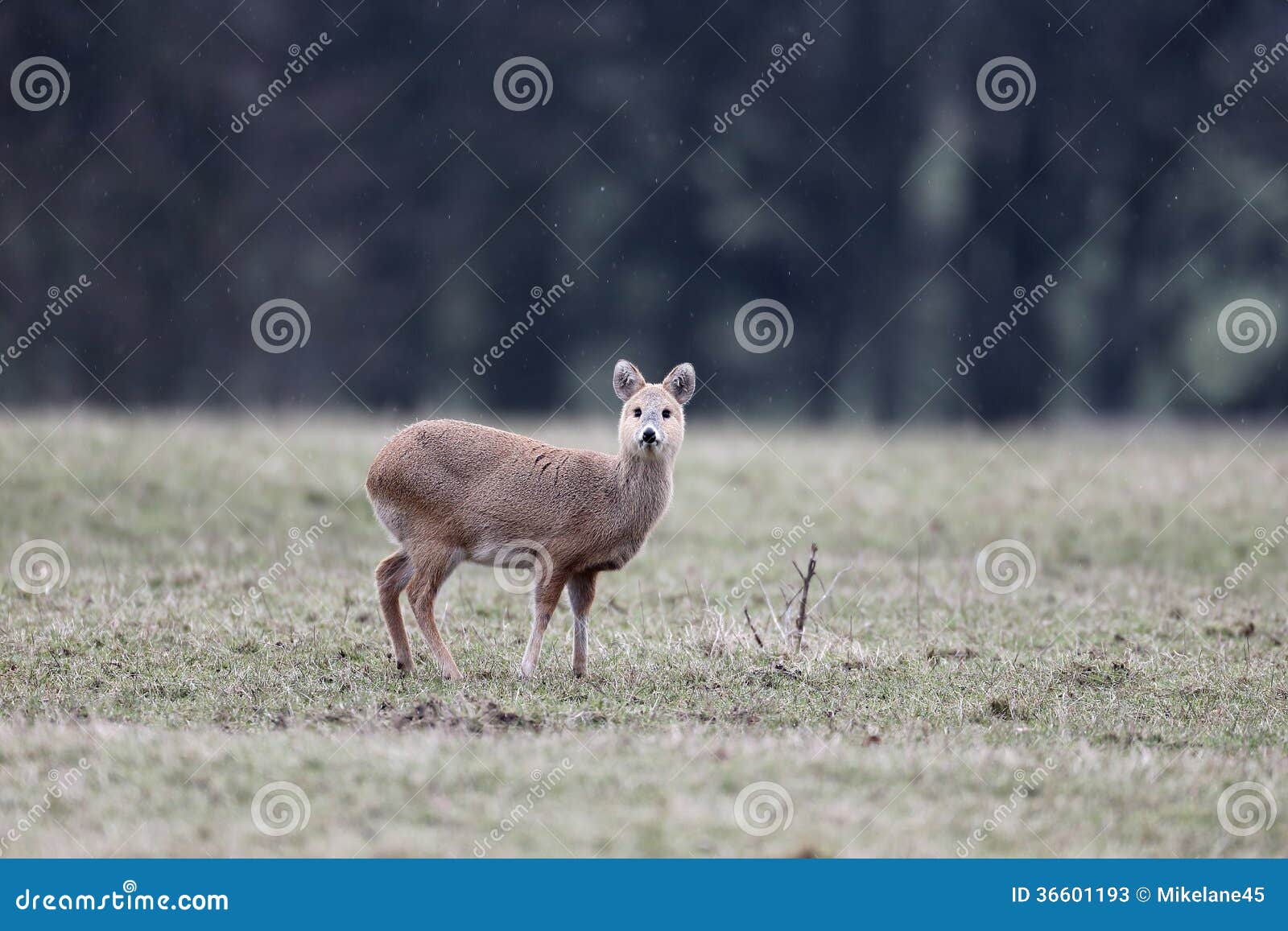 Chinesische Wasserrehe, Hydropotes-inermis Stockbild - Bild von schilf ...