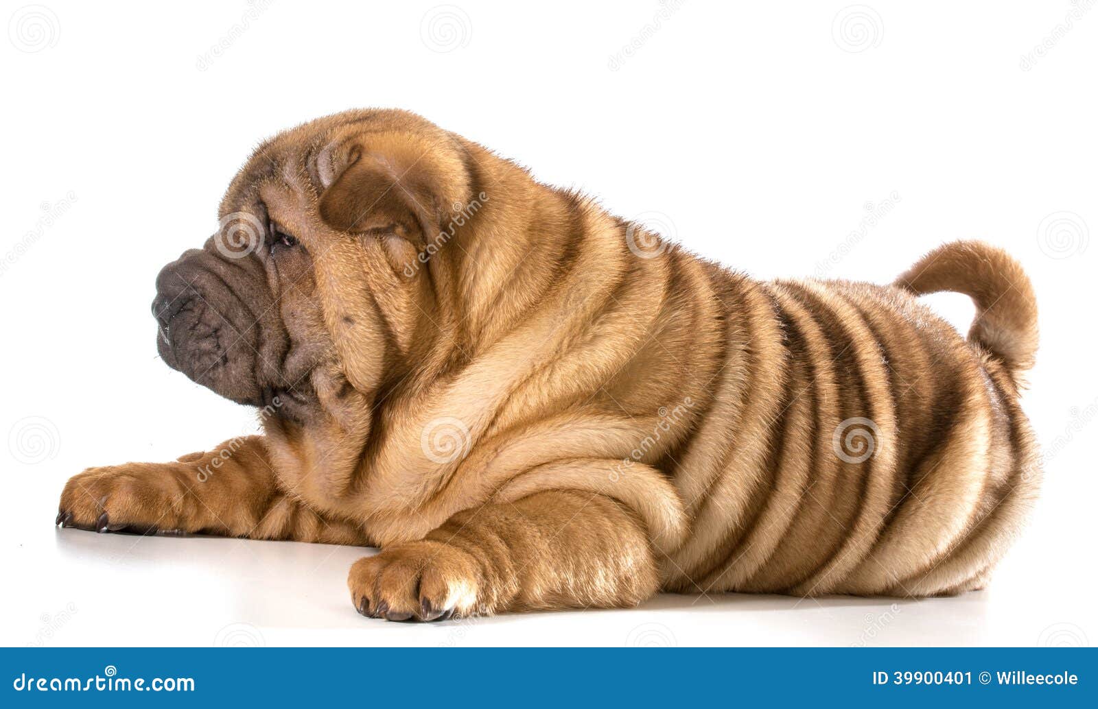 Chinesischer Shar Pei Welpe Stockbild - Bild von legen, haustier: 39900401