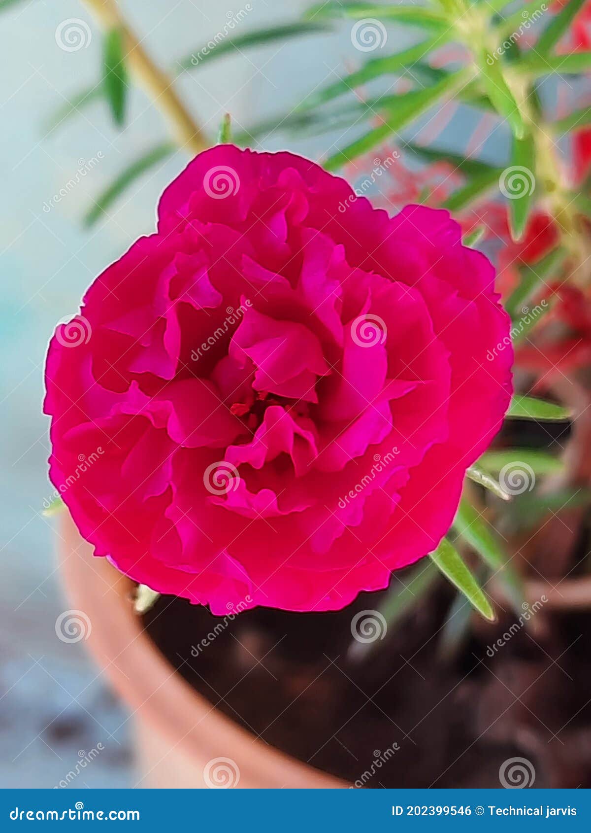 Chini gulab stock photo. Image of gulab, wallpaper, flower - 202399546