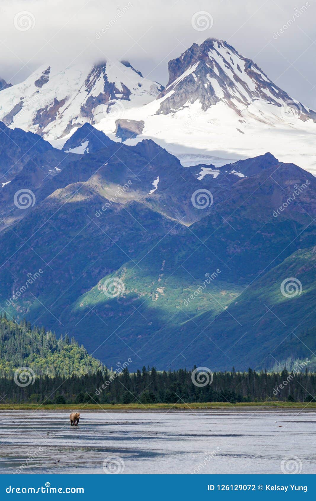 Chinitna Bay brown bear stock photo. Image of bear, approaches - 126129072