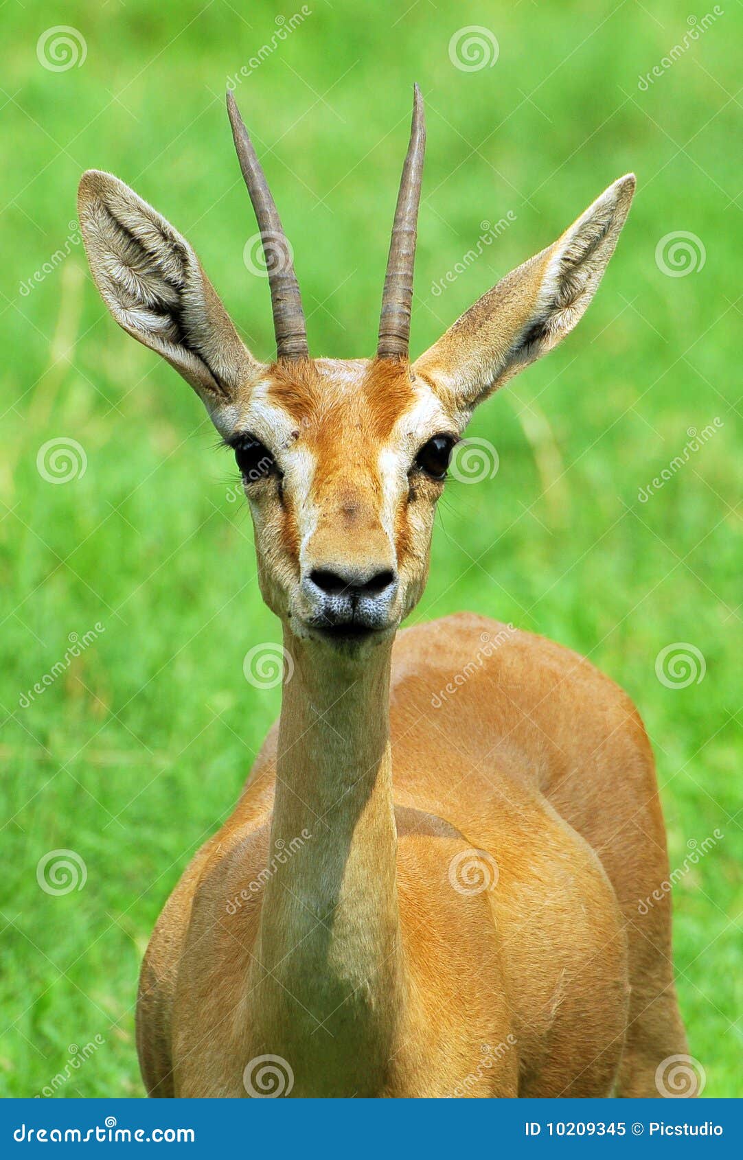 Chinkara Deer