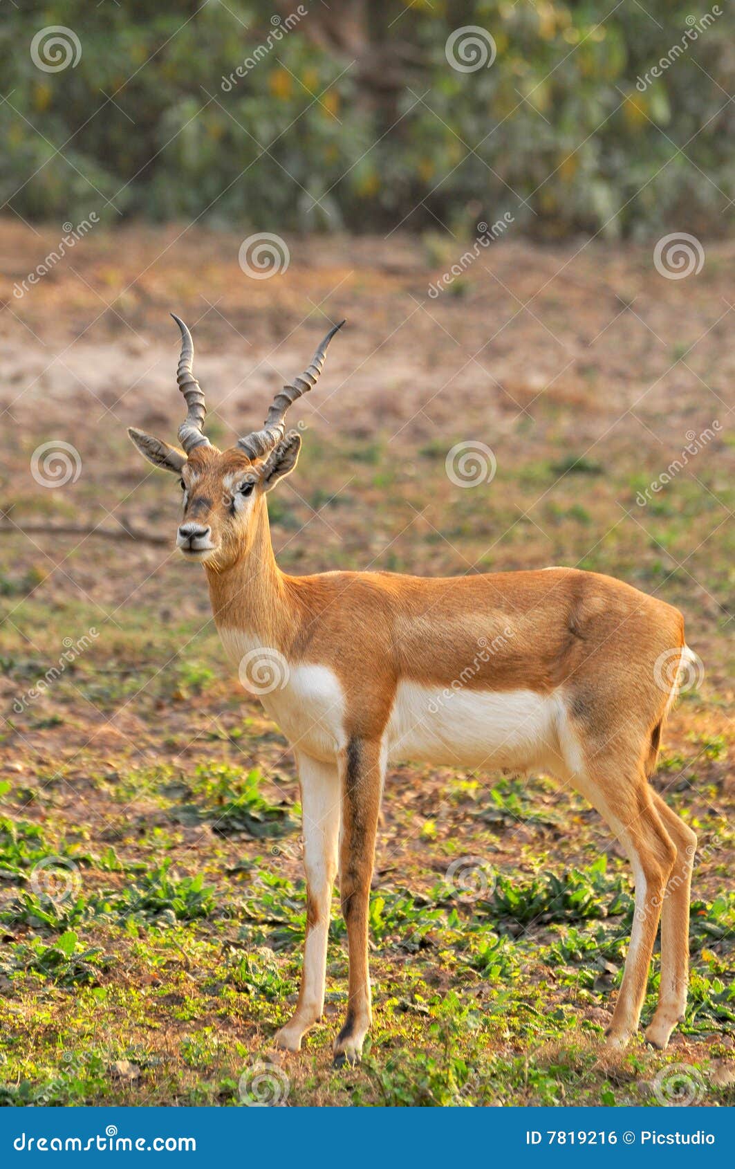Chinkara deer stock photo. Image of bennetti, highly, endangered - 7819216