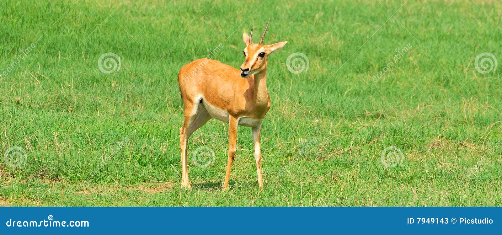Chinkara deer stock image. Image of destinations, themes - 7949143