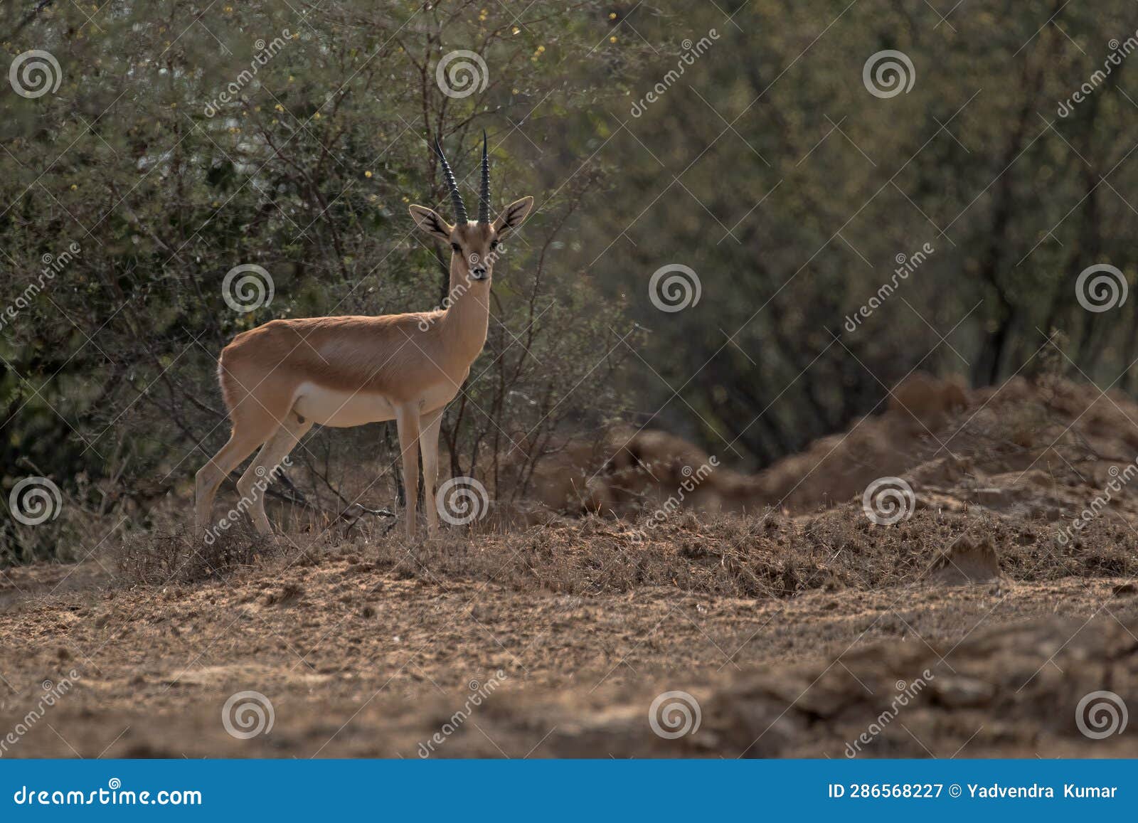 A Chinkara stock image. Image of fauna, adventure, branch - 286568227