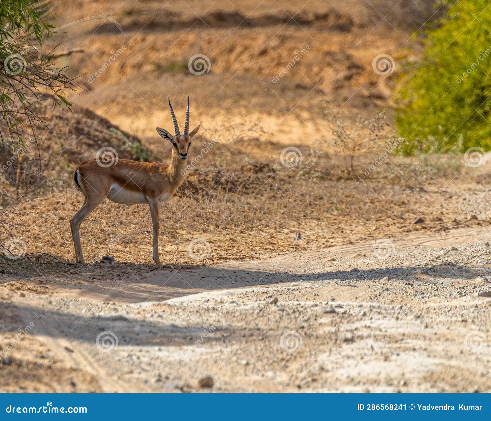 A Chinkara stock image. Image of india, adventure, jungle - 286568241