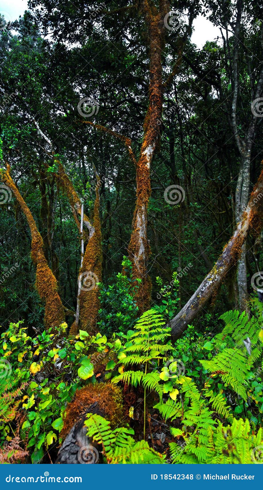 Chinobre forest stock photo. Image of anambro, mountains - 18542348