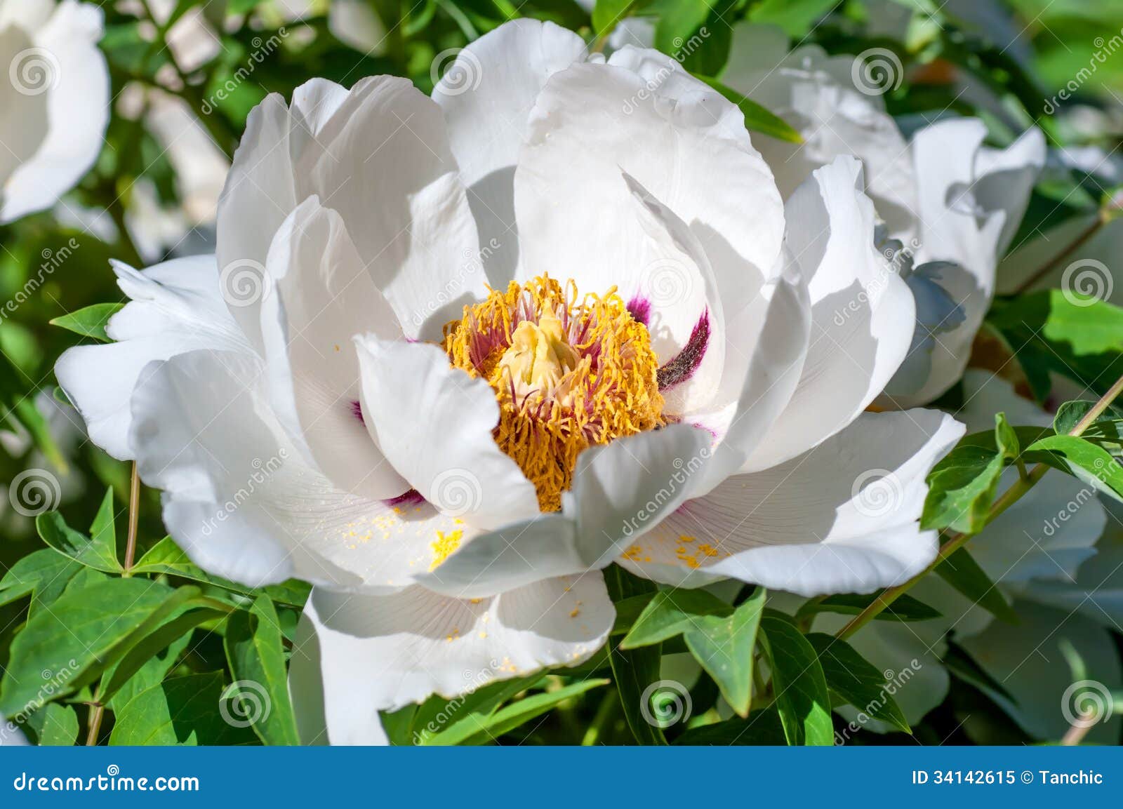 Chinois De Pivoine De Fleur Sur Le Buisson Image stock - Image du ...