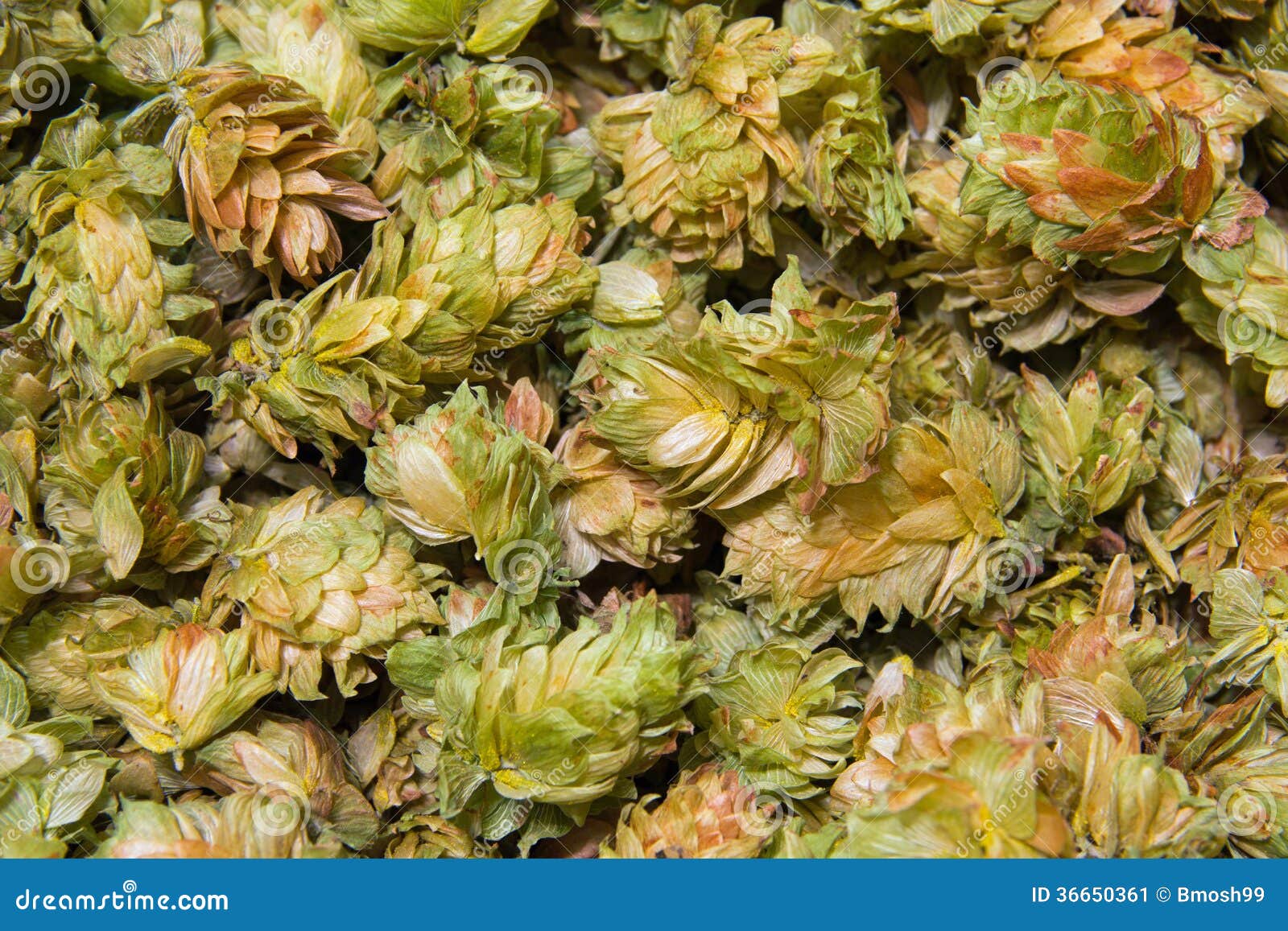 Chinook leaf hops stock image. Image of homebrew, ground - 36650361