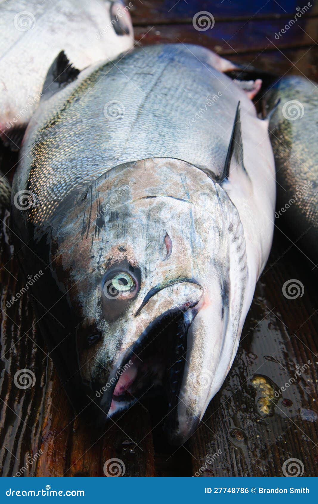 Chinook Salmon Fish. Watercolor Painting Royalty-Free Stock Photography ...