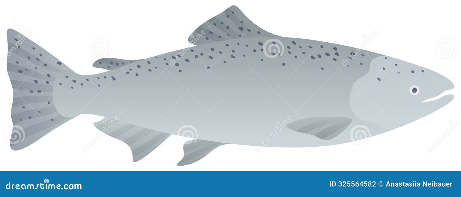 Pacific Fish Top Isolated On Transparent Background Royalty-Free Stock ...