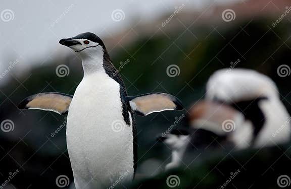 Chinstrap Penguin stock photo. Image of look, face, staring - 8111700