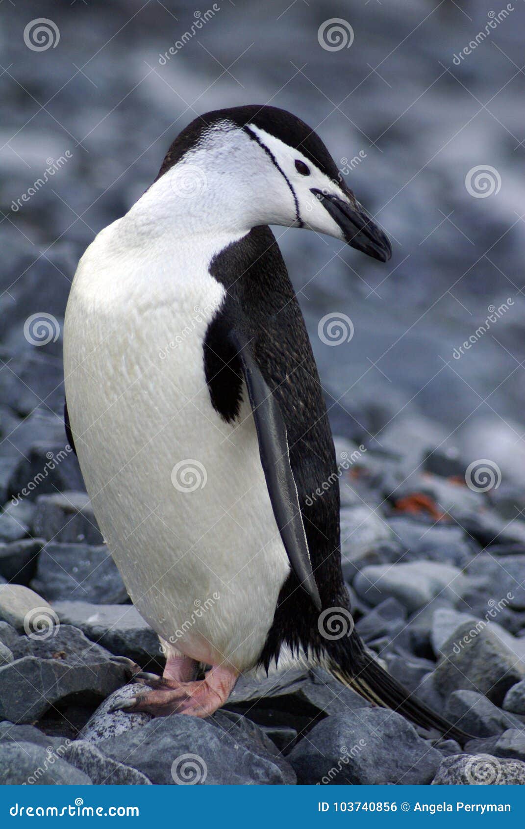 Chinstrap Penguin in Antarctica Stock Photo - Image of pole, chinstrap ...