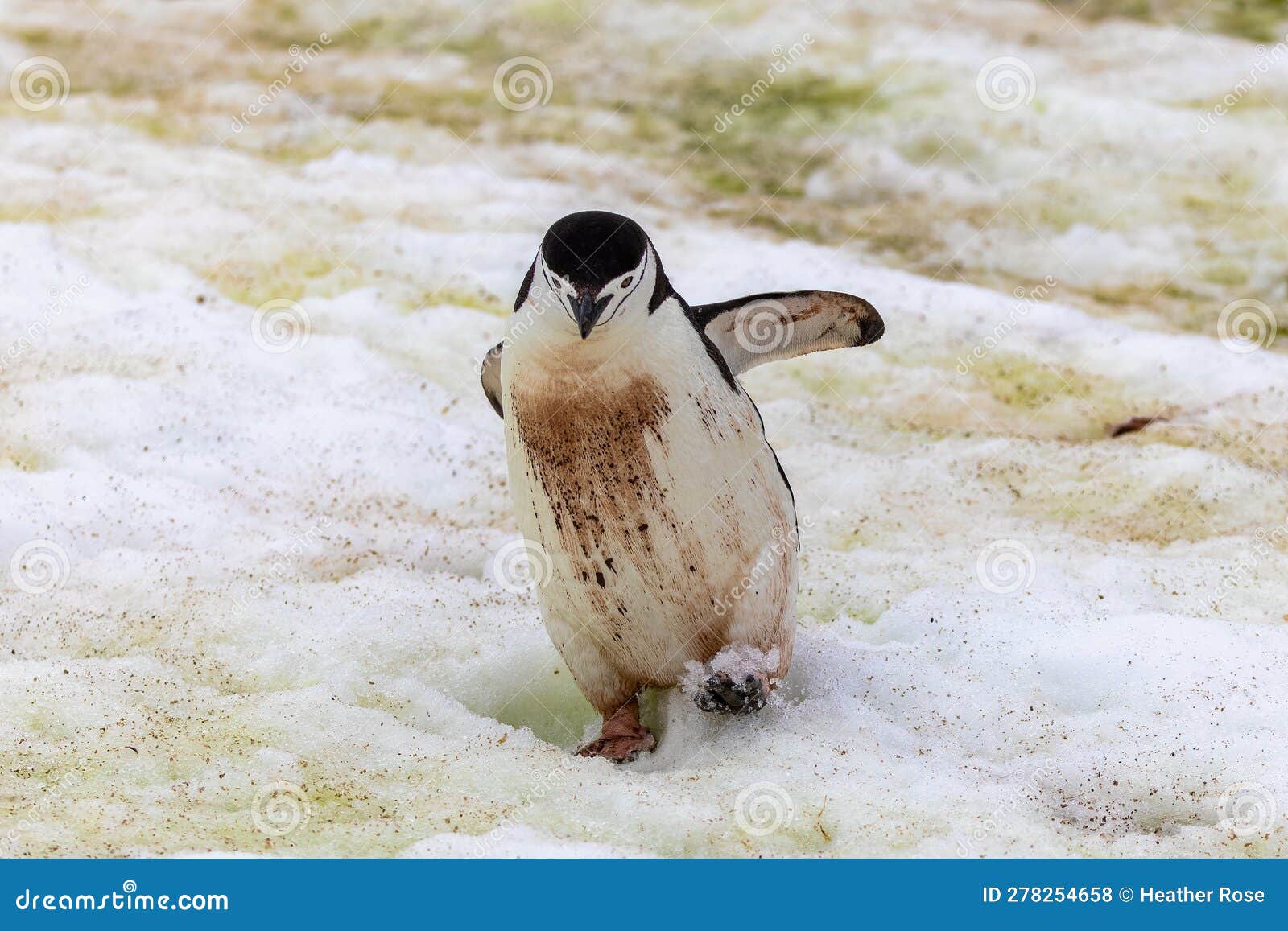 Chinstrap Penguin (Pygoscelis Antarcticus) in Antarctica Stock Photo ...