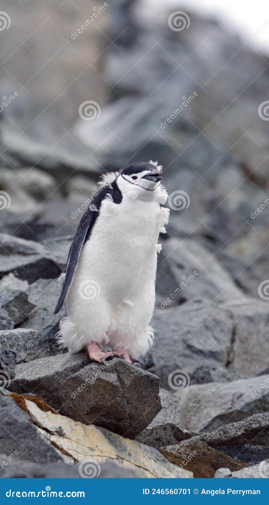 Chinstrap penguin molting stock image. Image of moon - 246560701
