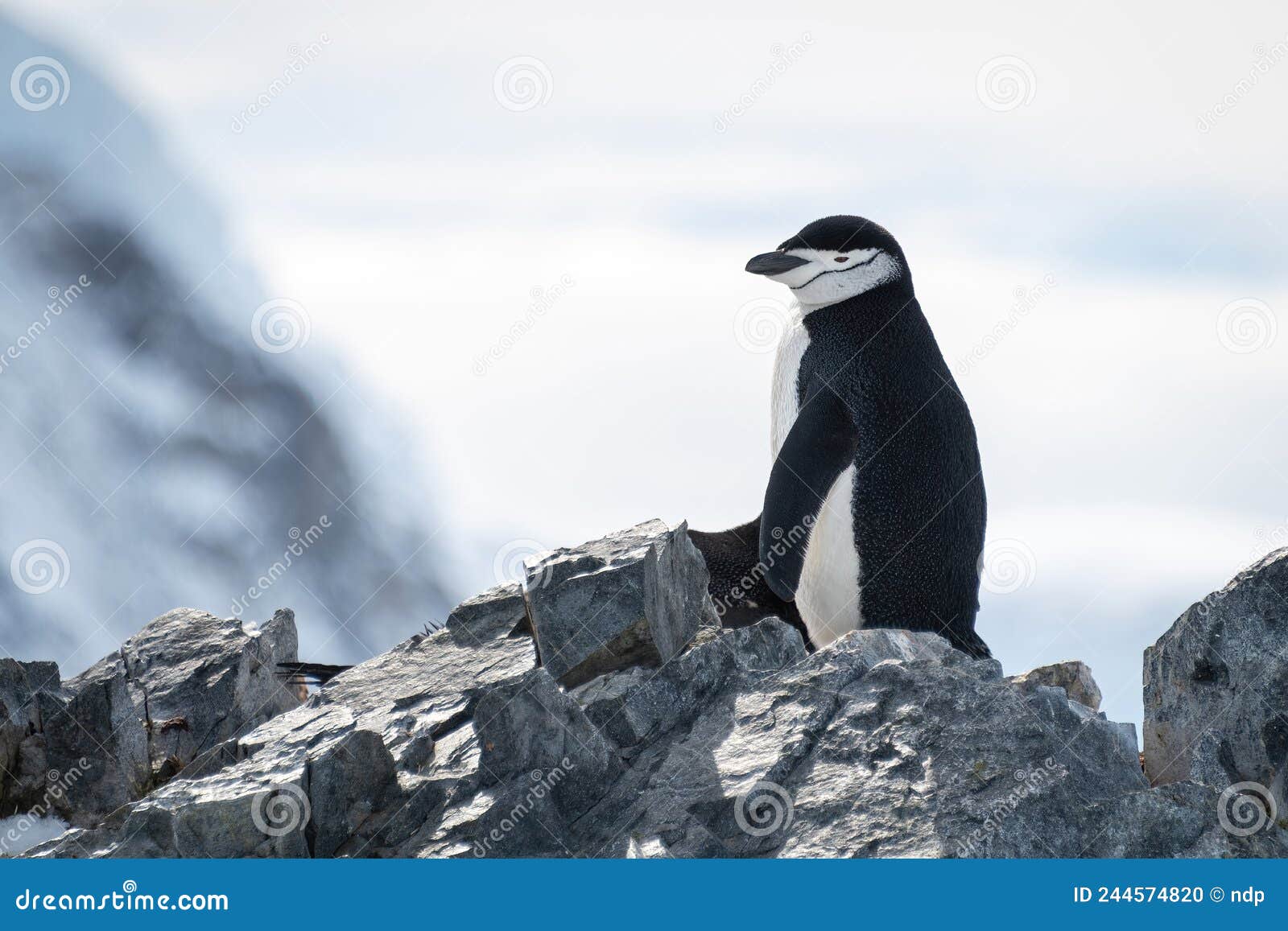 Chinstrap Penguin Perched on Rocks Facing Left Stock Photo - Image of ...