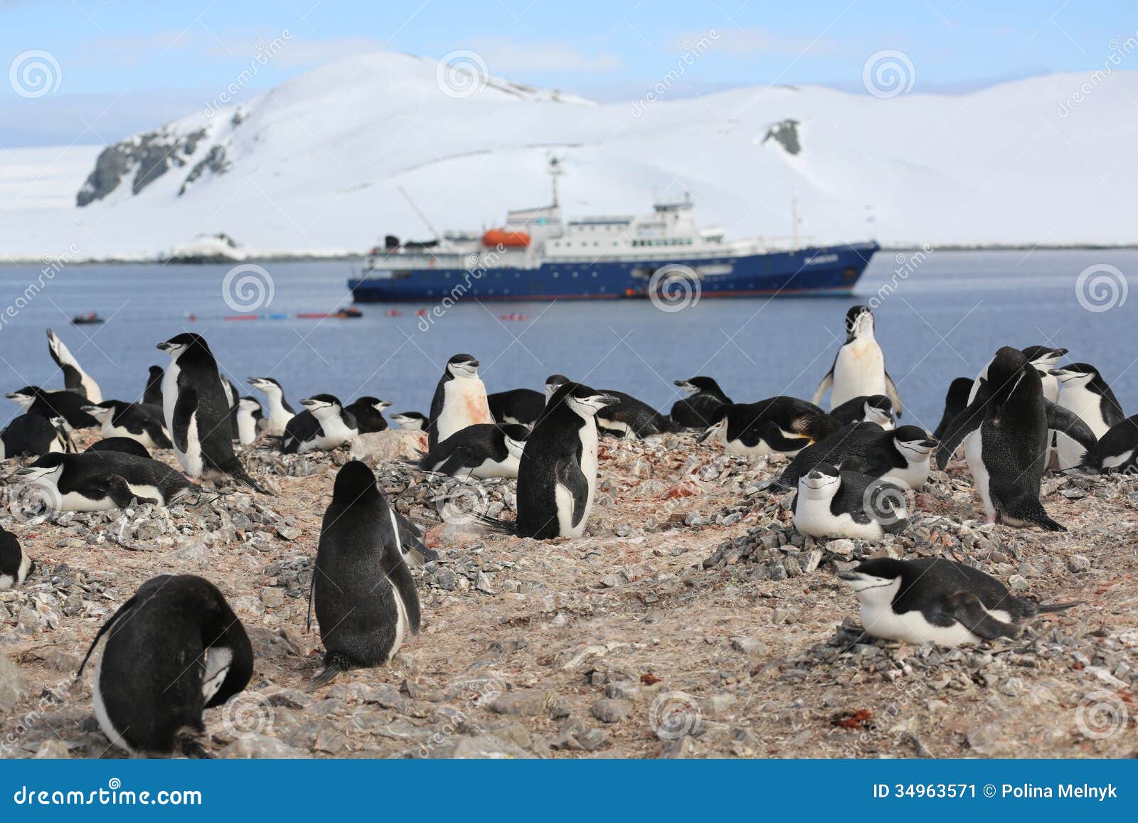 Chinstrap Penguin Rookery in Antarctica Stock Image - Image of colony ...