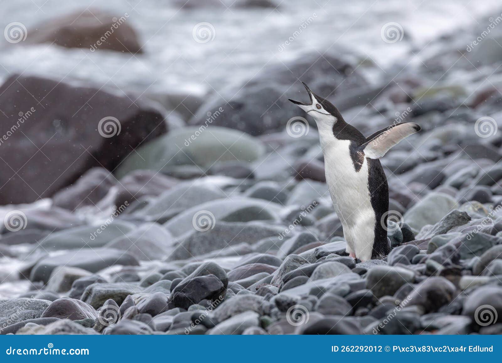 A Chinstrap Penguin, Screaming on a Pebbly Beach. Stock Photo - Image ...