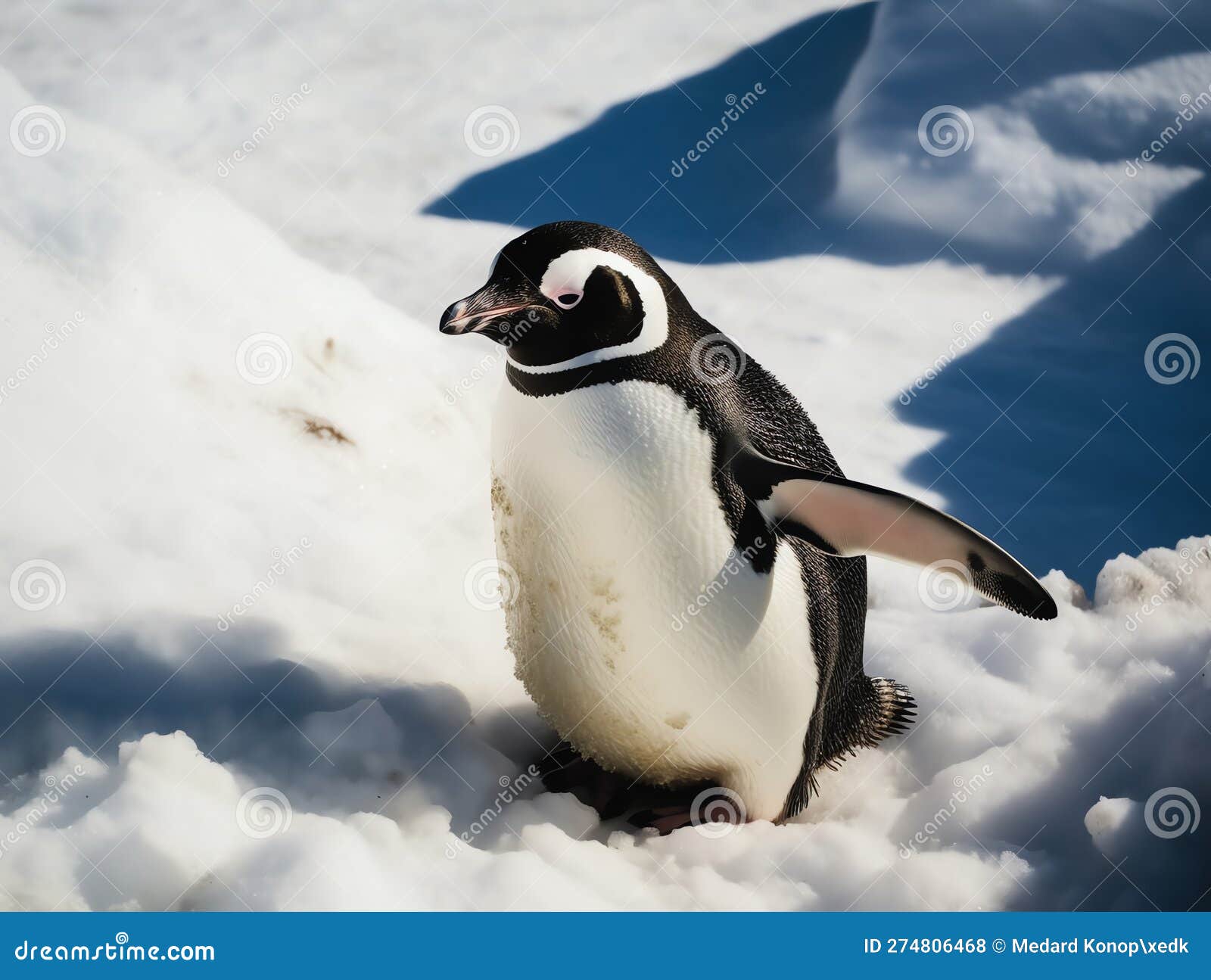 Penguin Chinstrap Swimming Animation Frame Cute Cartoon Vector ...