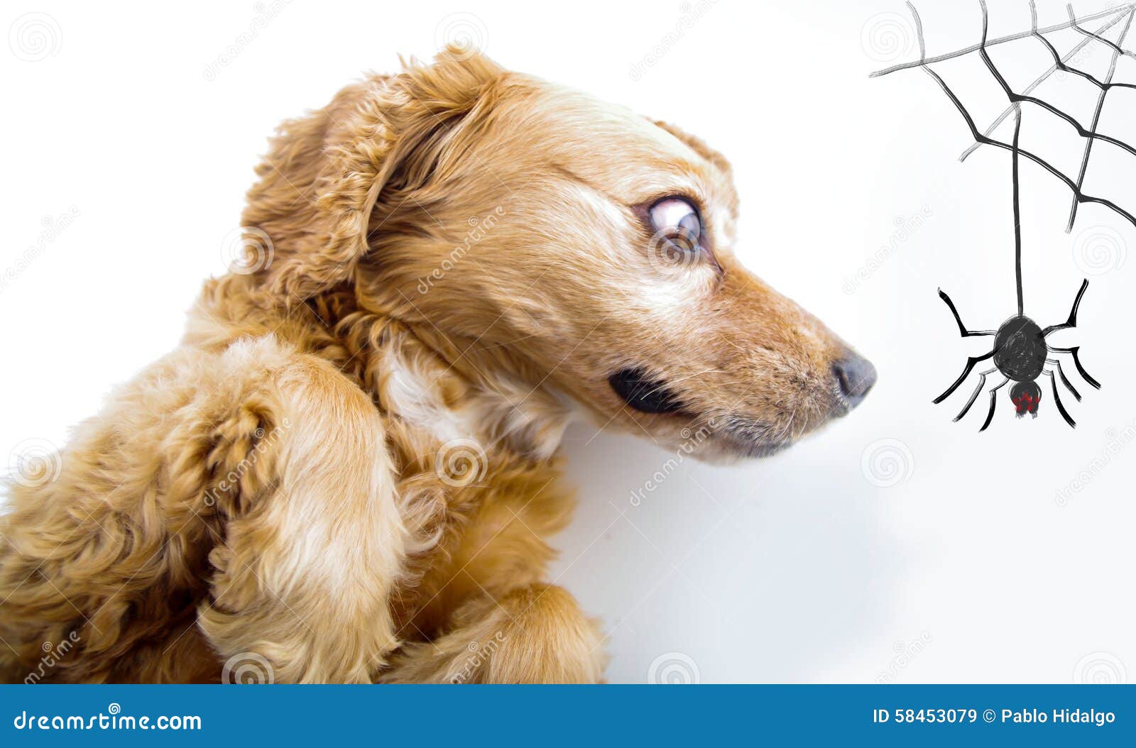 Chiot Anglais Mignon De Cocker Semblant Effrayé Image stock - Image du ...
