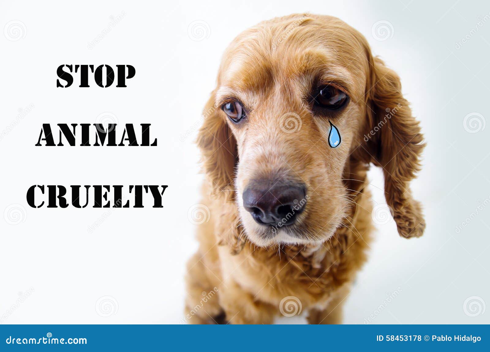 Chiot Anglais Triste Mignon De Cocker Devant Photo stock - Image du ...