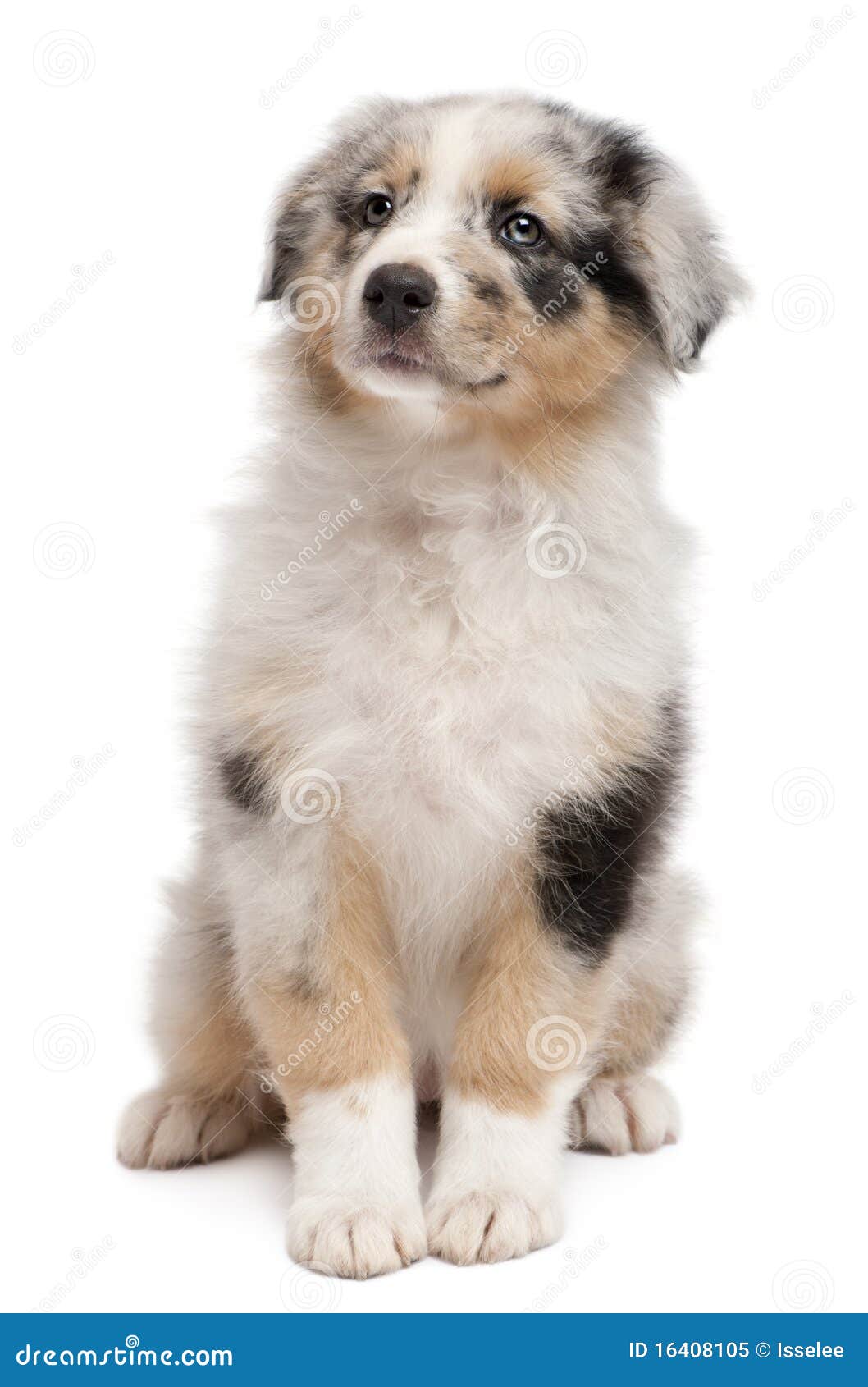 Chiot Australien Bleu De Berger De Merle Image stock - Image du race ...