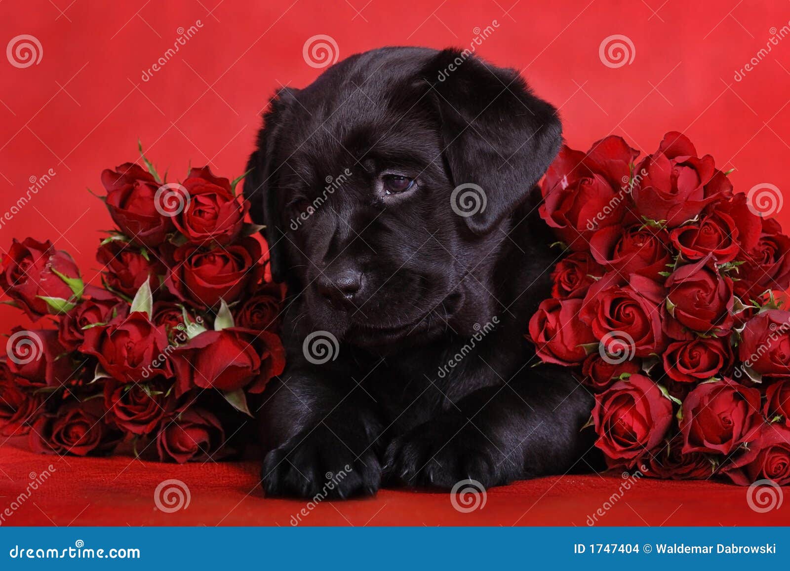 Chiot avec des roses photo stock. Image du fleur, beauté - 1747404
