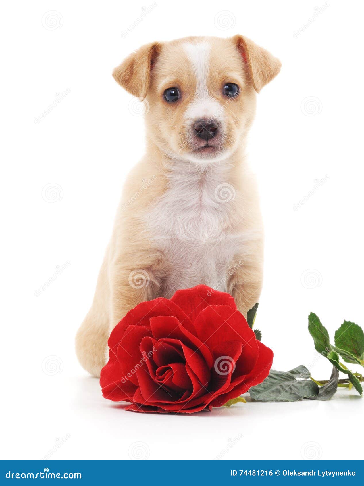 Chiot avec une rose photo stock. Image du humilité, domestique - 74481216