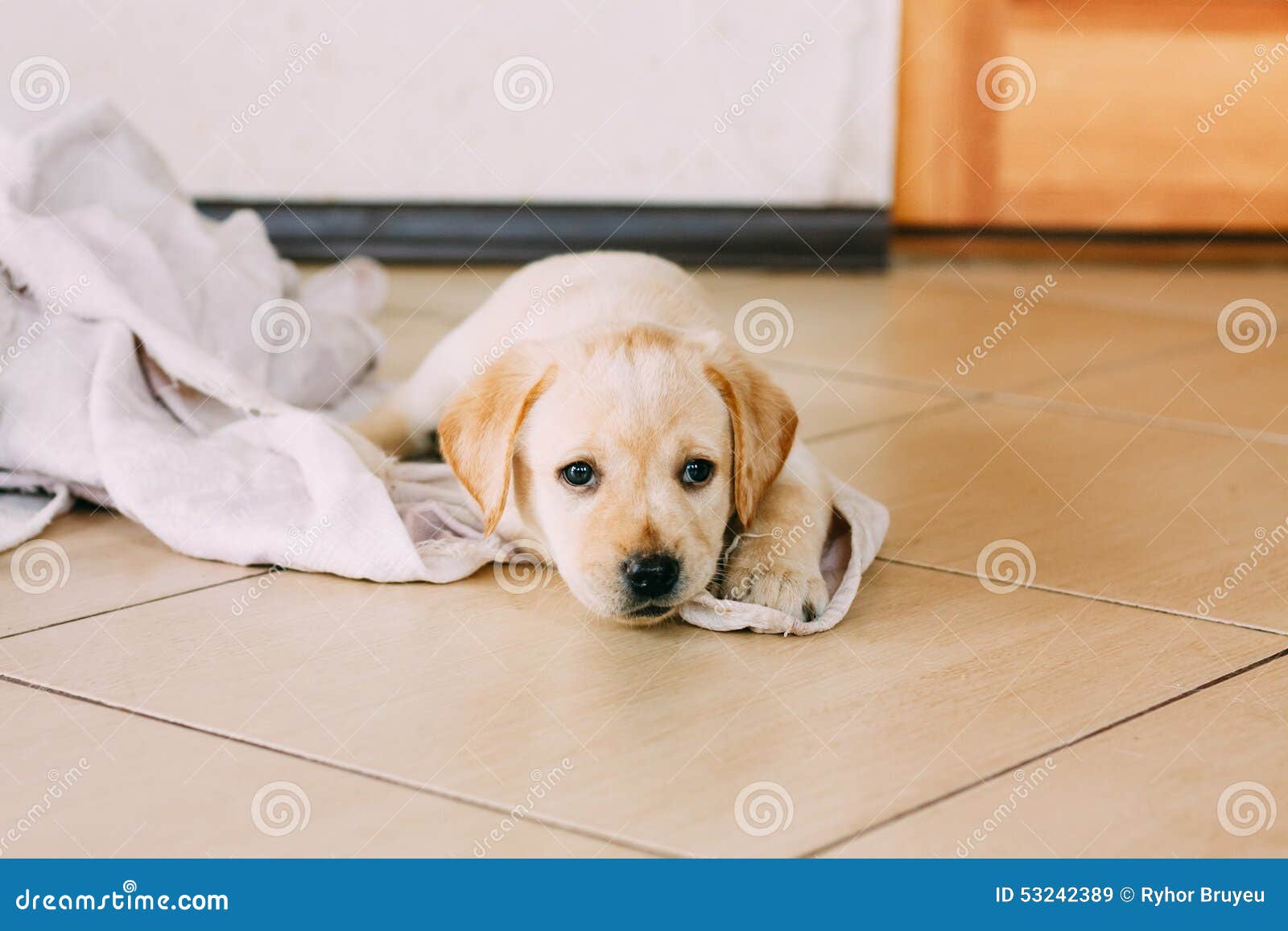 Chiot Blanc Sit on Floor De Labrador Retriever Image stock - Image du ...