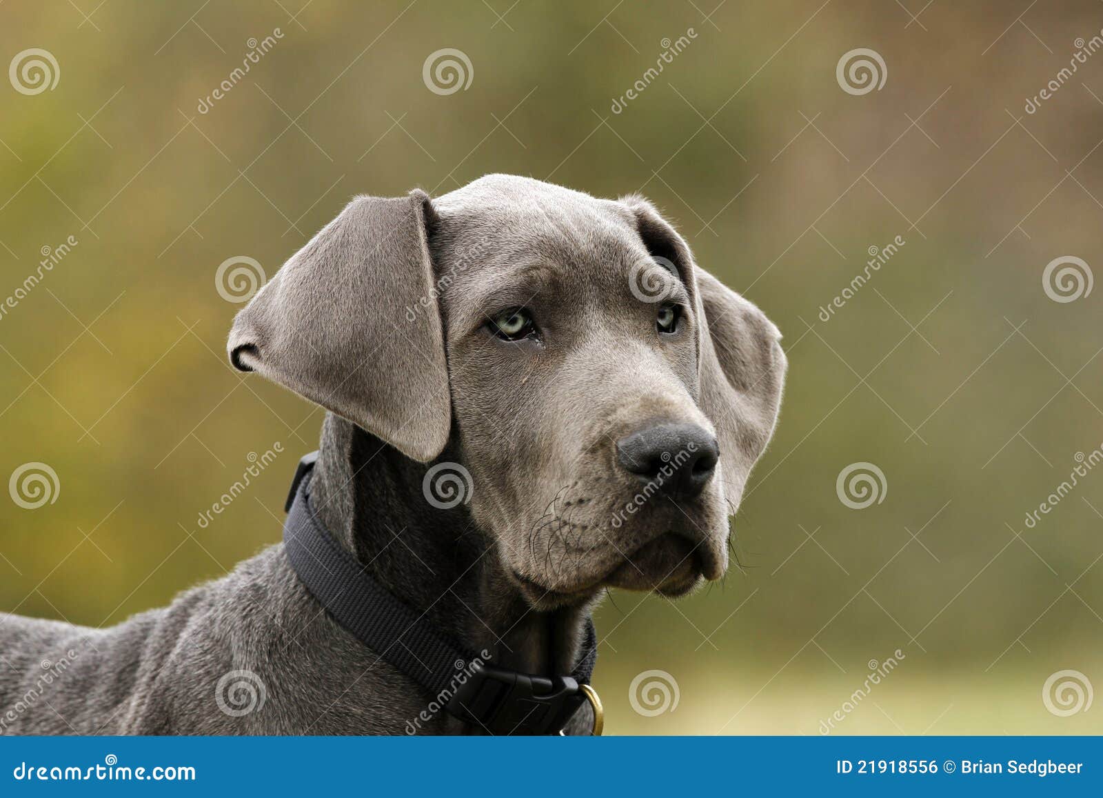 Chiot Bleu De Danois Grand. Photo stock - Image of tête, yeux: 21918556