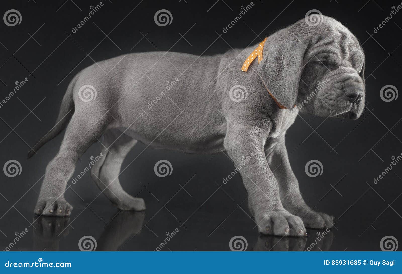 Chiot bleu de Danois grand image stock. Image du tête - 85931685
